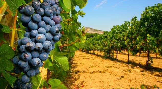 Vreshtarët e Kosovës në hall me shitjen e rrushit (Video) – Lajmi.net