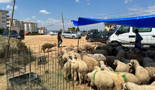 Ndalohet shitja dhe therja e kurbanëve në rrugë e hapësira publike në ...